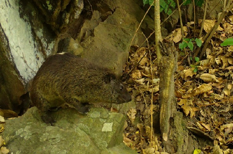 Benin Tree Hyrax | Animal Database | Fandom