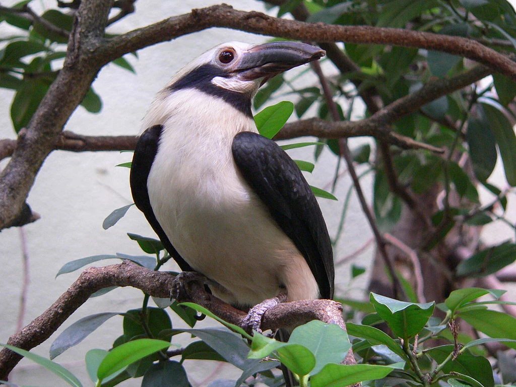 Luzon Hornbill | Animal Database | Fandom