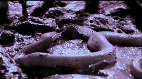 Bockadam Water Snake | Animal Database | Fandom