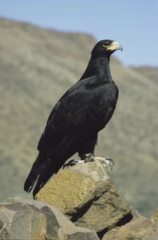 Black Eagle | Animal Database | Fandom