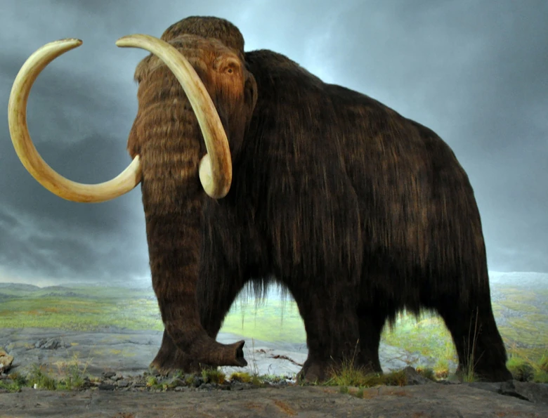 Woolly Mammoth | Animal Database | Fandom