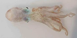 Boxer Octopus | Animal Database | Fandom