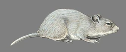 Ashy Chinchilla Rat | Animal Database | Fandom