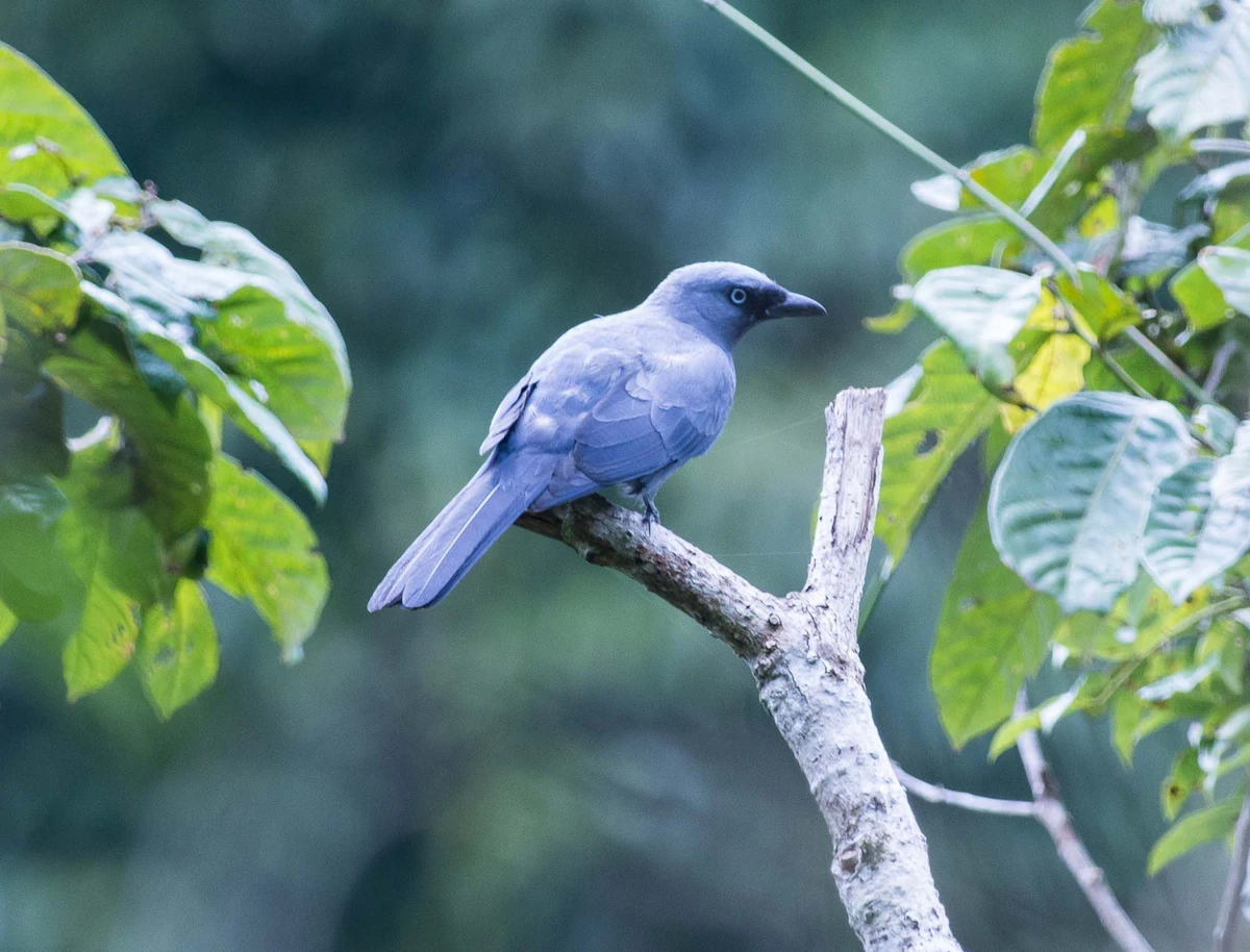 Cerulean Cuckooshrike | Animal Database | Fandom