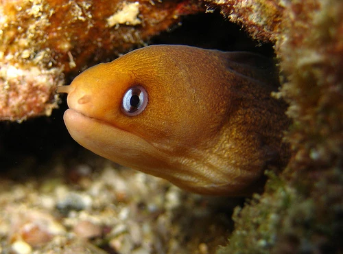 Dwarf Moray | Animal Database | Fandom