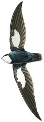 Philippine Spine-tailed Swift | Animal Database | Fandom