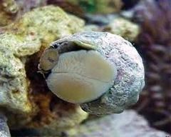 Turbo Snail | Animal Database | Fandom
