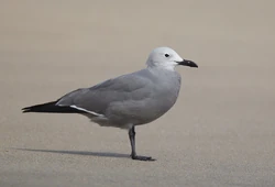 Grey Gull | Animal Database | Fandom