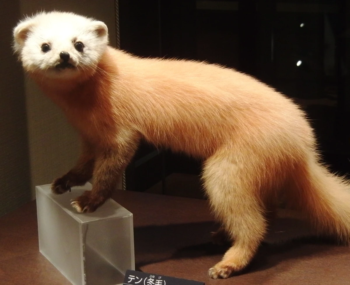 Japanese Marten | Animal Database | Fandom