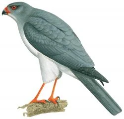 New Britain Goshawk | Animal Database | Fandom