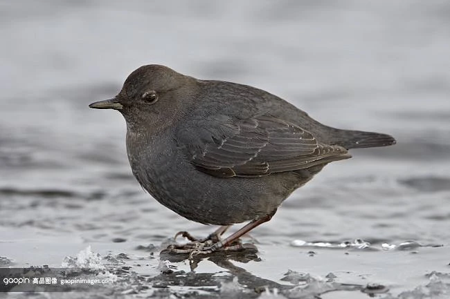 American Dipper | Animal Database | Fandom