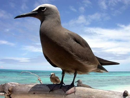 Anous | Animal Database | Fandom