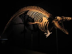 Cynthiacetus | Animal Database | Fandom