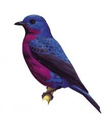 Purple-breasted Cotinga | Animal Database | Fandom