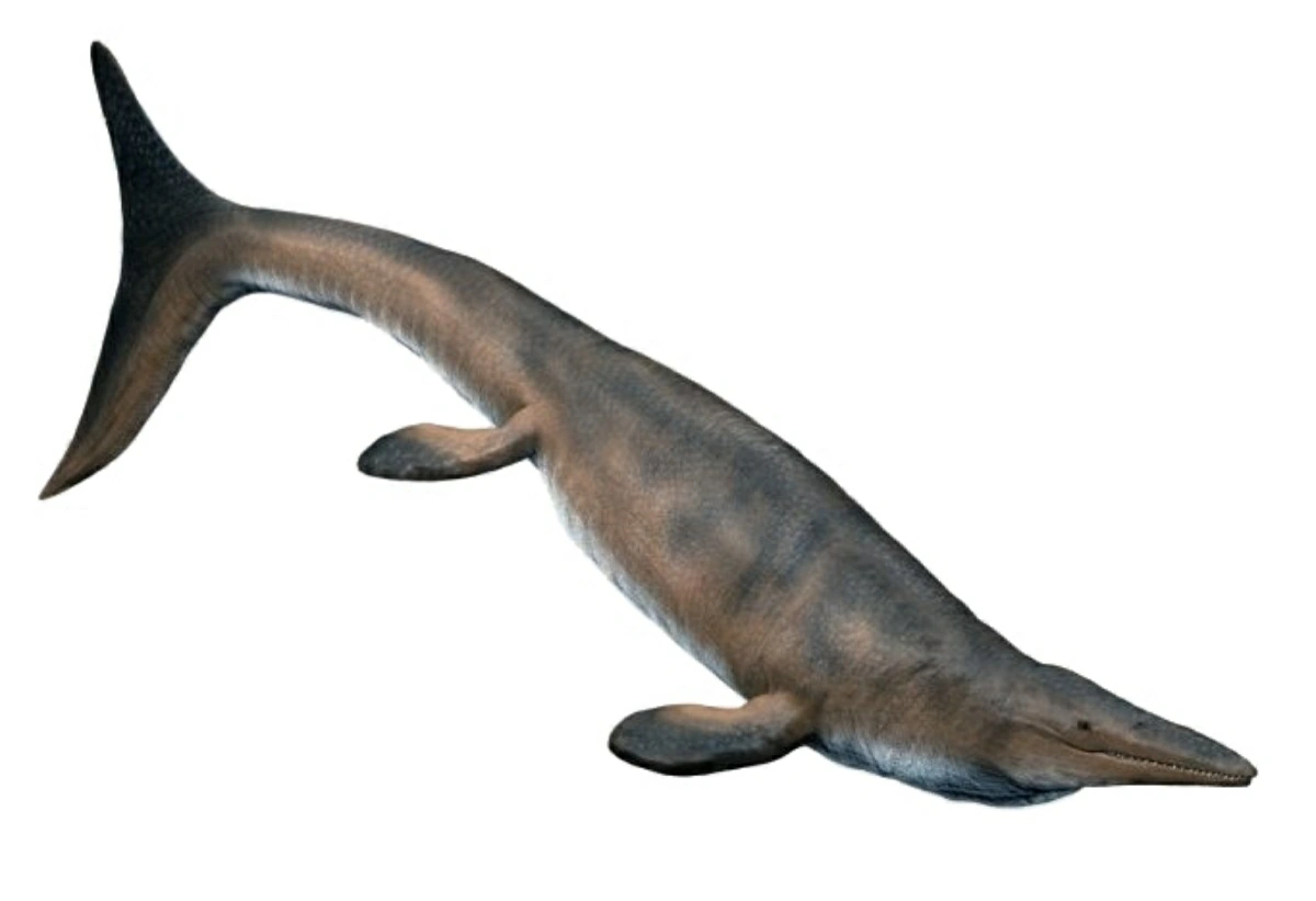 Mosasaurus | Animal Database | Fandom