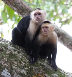 Cebidae | Animal Database | Fandom