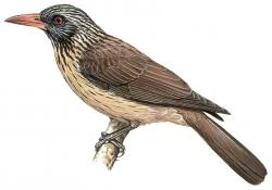 Brown Oriole | Animal Database | Fandom