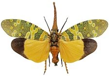 Pyrops candelaria | Animal Database | Fandom