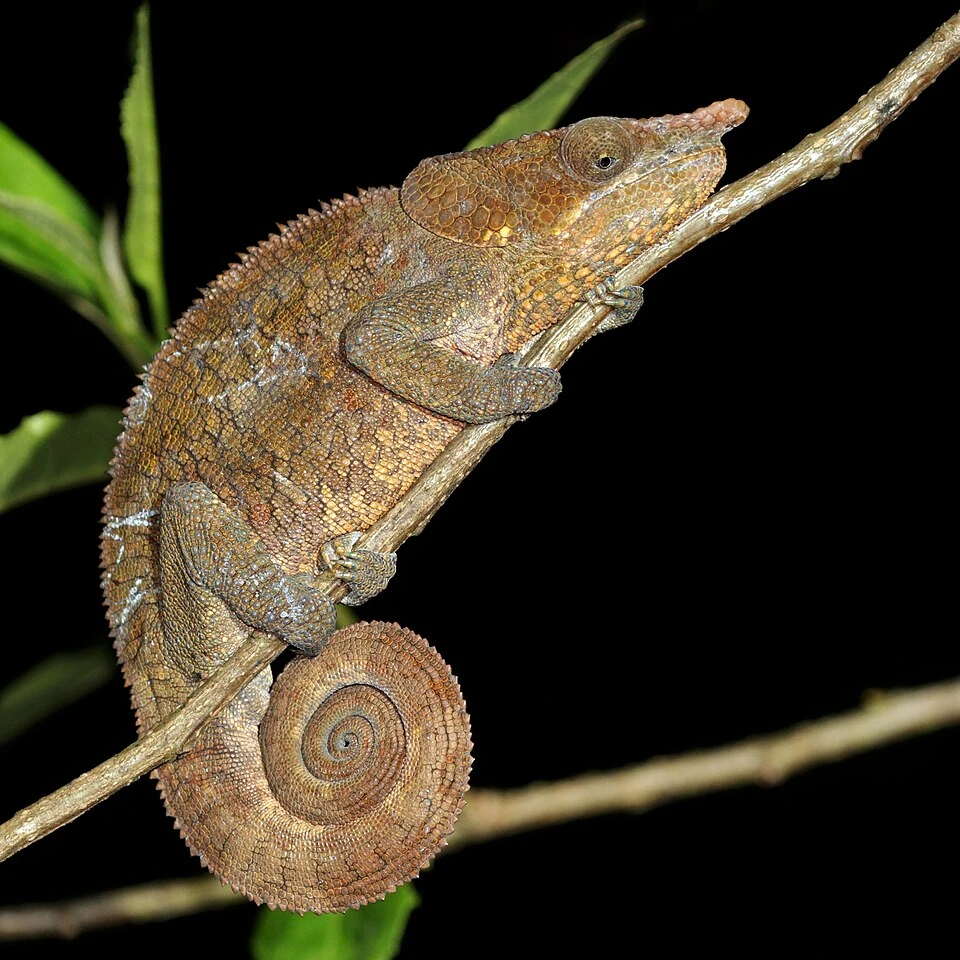 Calumma crypticum | Животные Вики | Fandom
