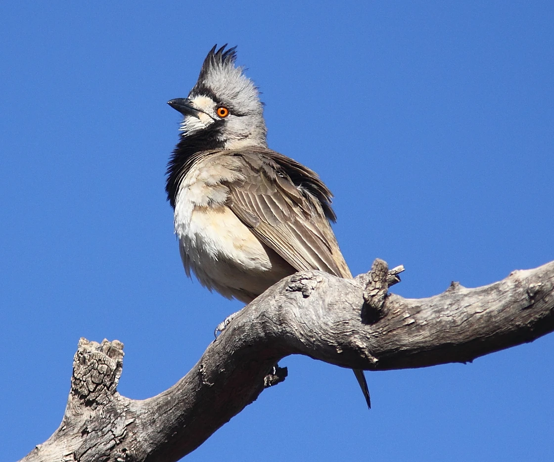 Crested Bellbird | Animal Database | Fandom