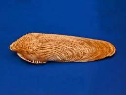 Genus Pholas | Animal Database | Fandom