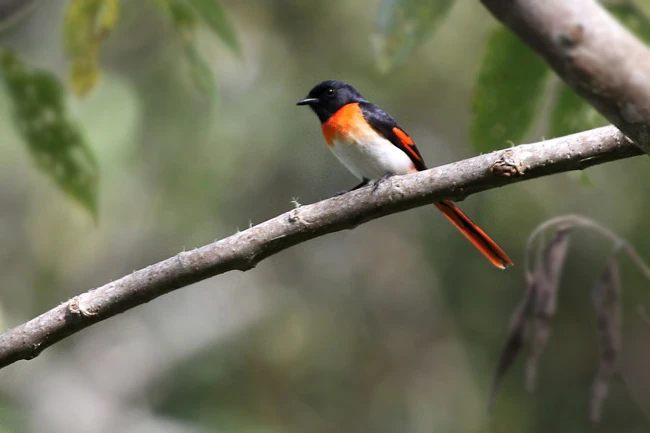Little Minivet | Animal Database | Fandom