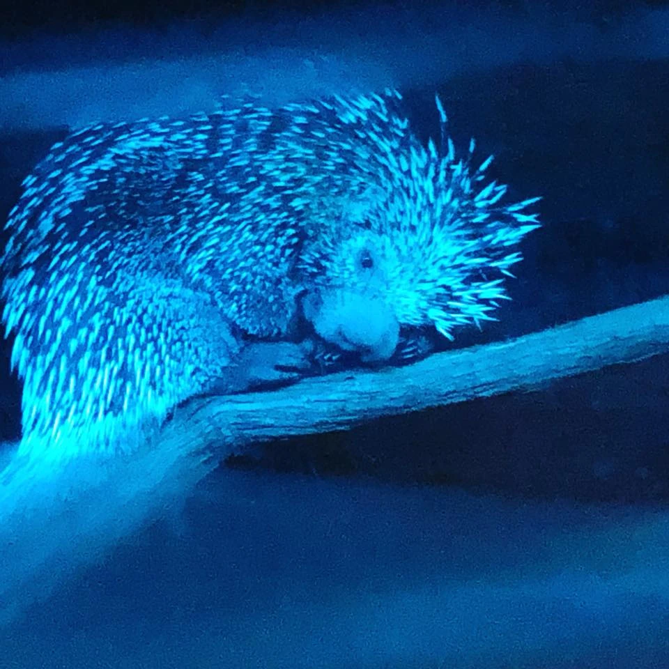 Alex | Animal Database | Fandom