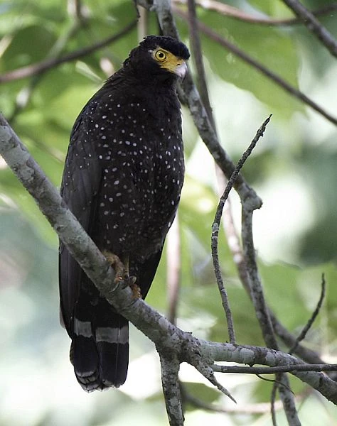 Andaman Serpent Eagle | Animal Database | Fandom