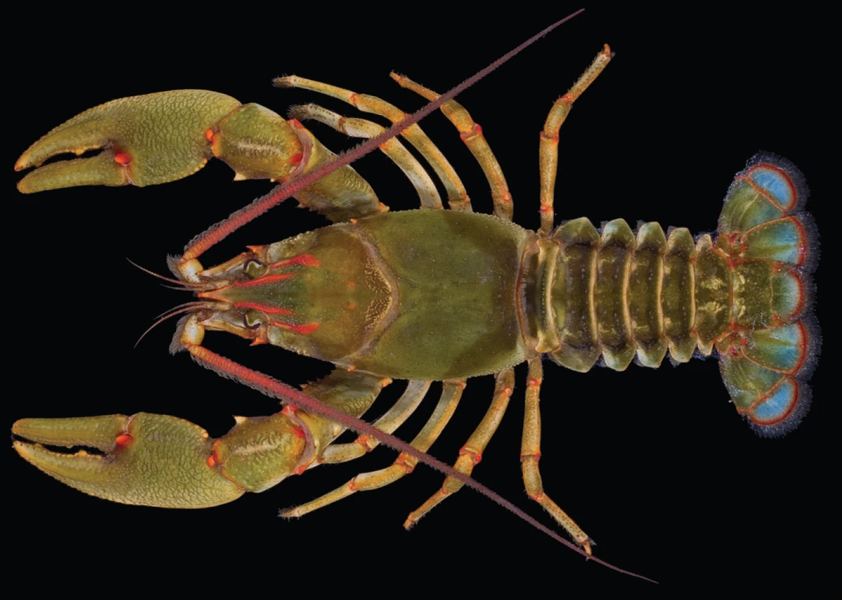 Tennessee Bottlebrush Crayfish | Animal Database | Fandom