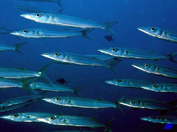Australian Barracuda | Animal Database | Fandom