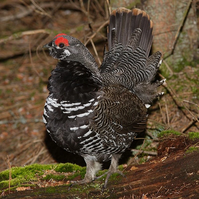 Spruce grouse | Animal Database | Fandom
