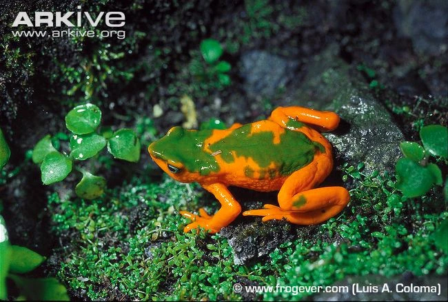 Atelopus onorei | Animal Database | Fandom