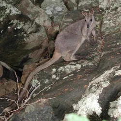 Proserpine Rock-wallaby | Animal Database | Fandom