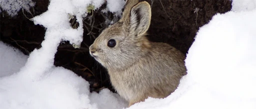 Columbia Basin pygmy rabbit | Animal Database | Fandom