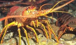 Lobster | Animal Database | Fandom