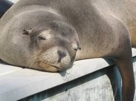 Ayla | Animal Database | Fandom