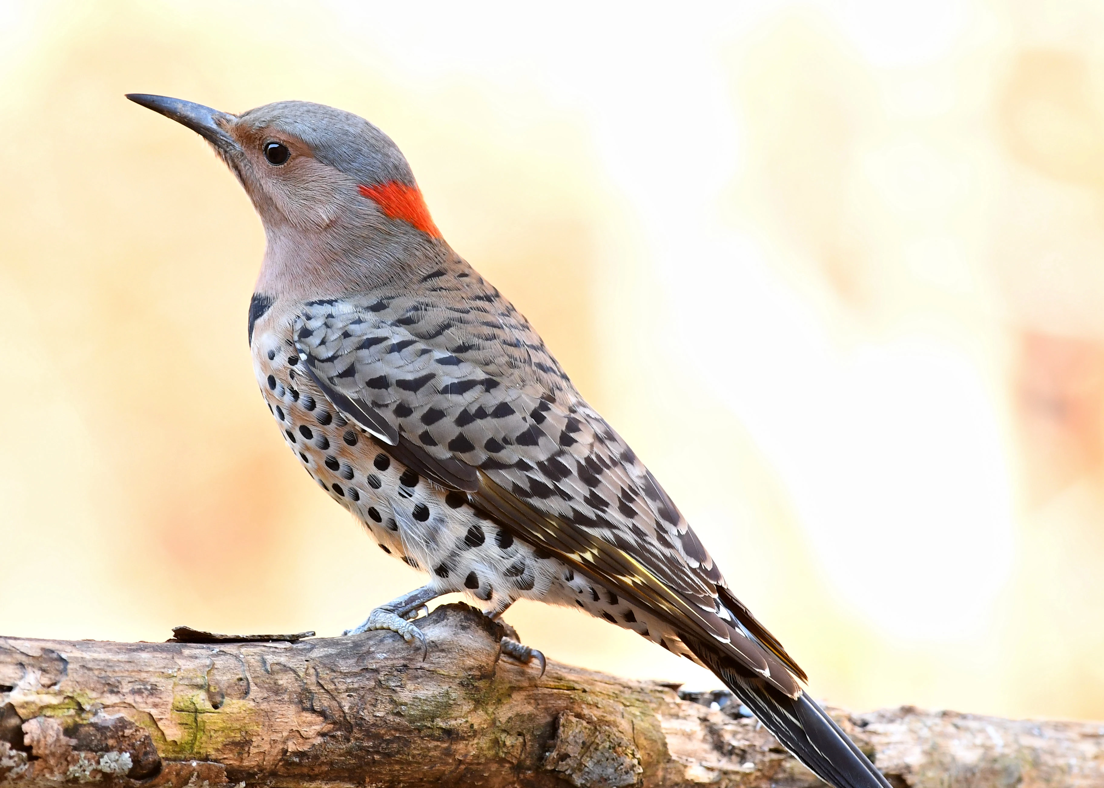 Female Northern Red Shafted Flicker