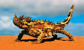 Thorny Devil | Animal Database | Fandom