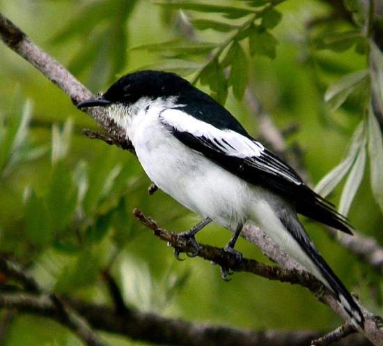 White-winged Triller | Animal Database | Fandom