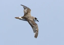 Bermuda Petrel | Animal Database | Fandom