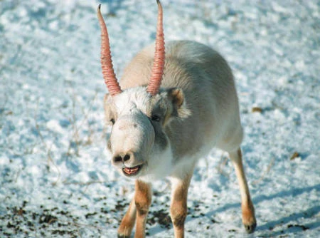 Saiga Antelope | Animal Database | Fandom
