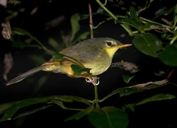 Xanthomixis | Animal Database | Fandom