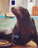Colby | Animal Database | Fandom