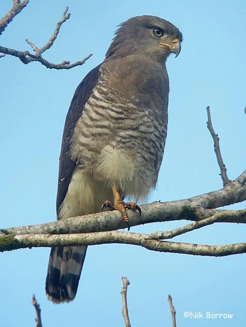 Southern Banded Snake Eagle