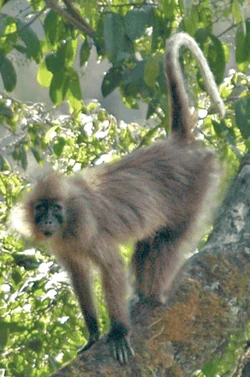 Kipunji | Animal Database | Fandom