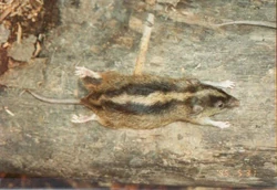 Mindoro Striped Rat | Animal Database | Fandom