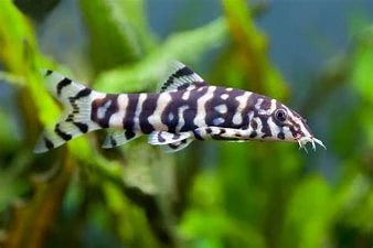 Reticulate Loach | Animal Database | Fandom