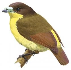 Yellow-breasted Satinbird | Animal Database | Fandom