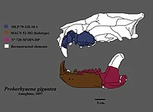 Proborhyaenidae | Animal Database | Fandom