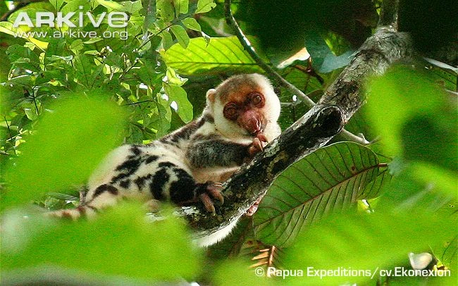 Waigeou Cuscus | Animal Database | Fandom